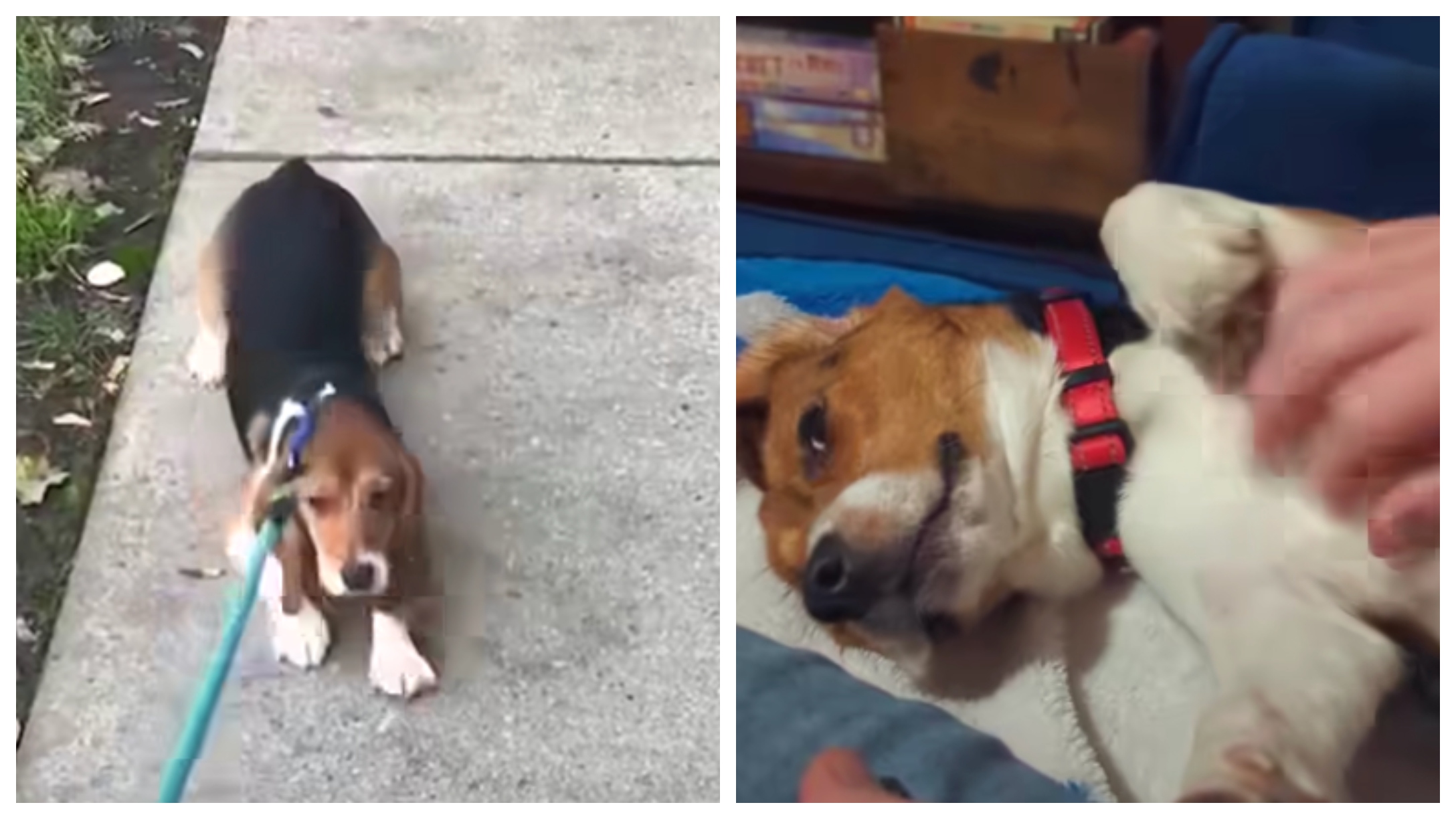 Terrified Beagle Rescued From A Medical Testing Lab Learns To Love Walks