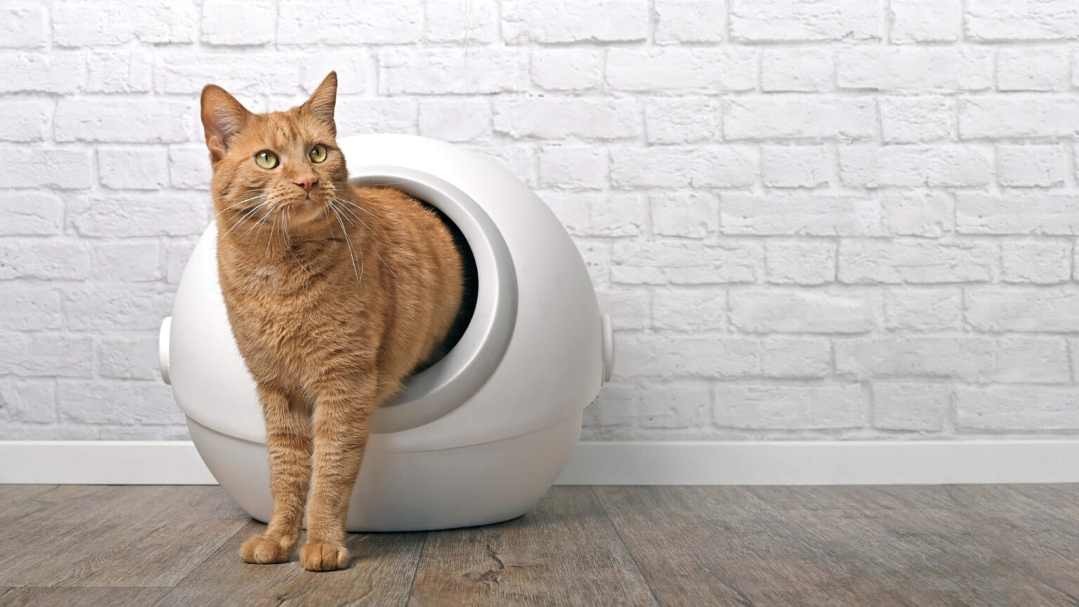 Best Self-Cleaning Litter Boxes For Cats