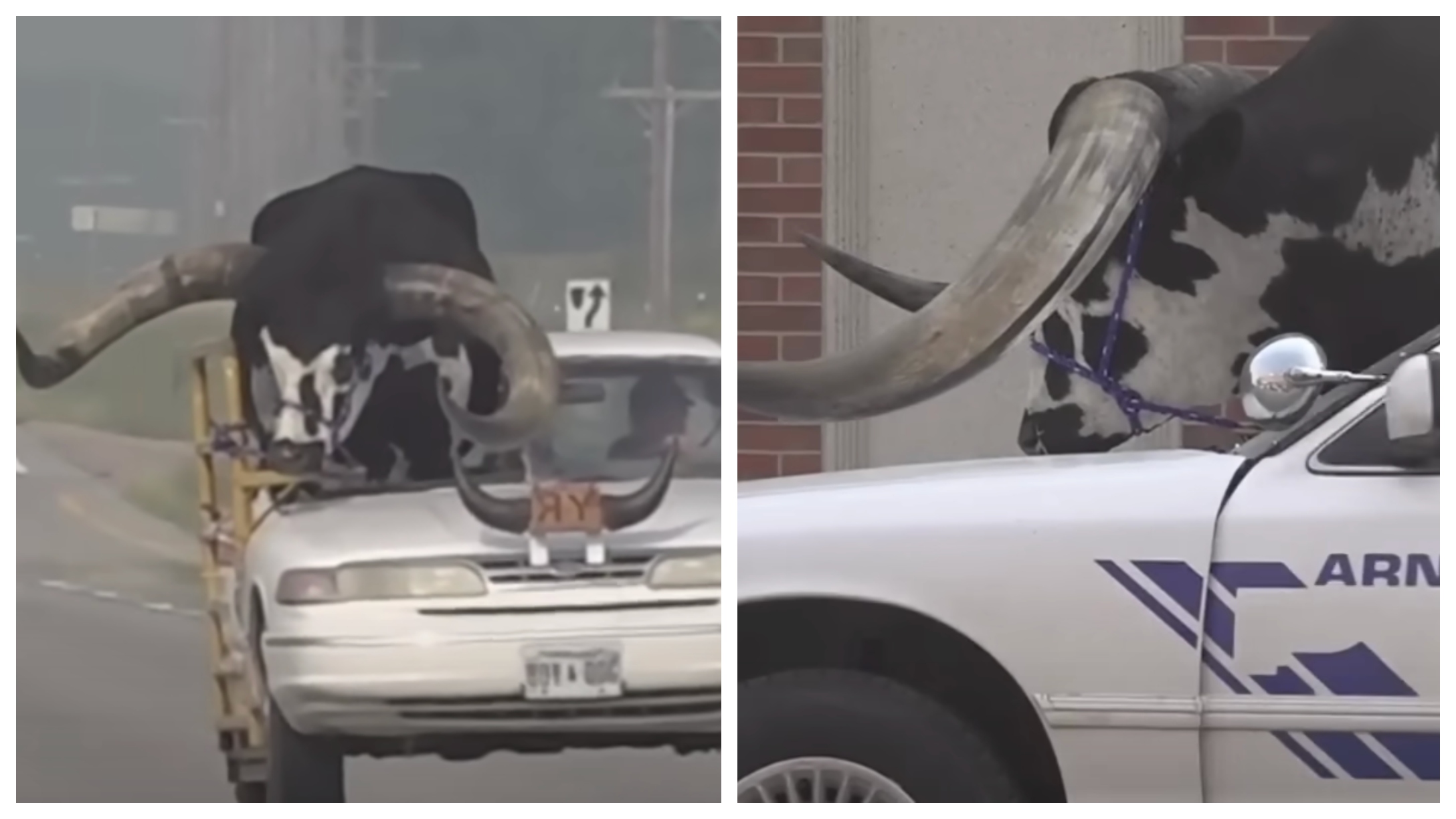 A NE Driver Gets Pulled Over For Having His Adult Bull Ride Shotgun