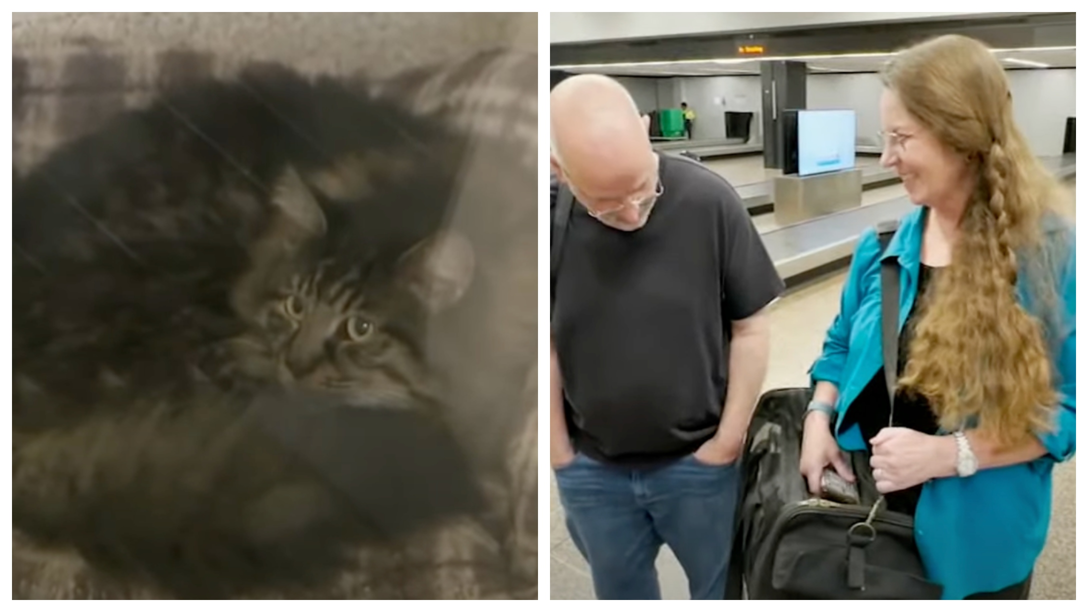 Lost Tabby Cat Found 12 Years Later Reunited With Owners