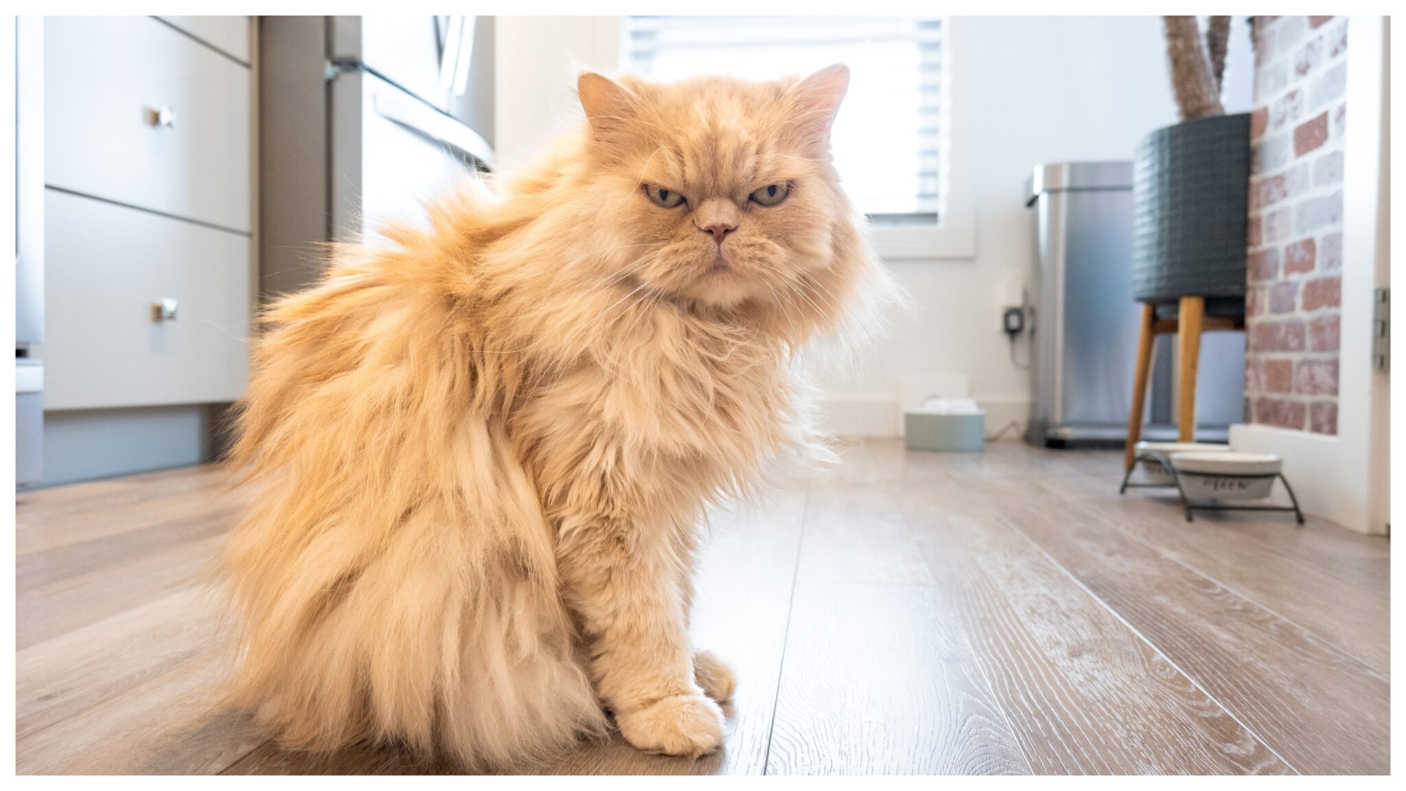 New Study Finds Having A Cat Can Double Your Chance Of Developing ...