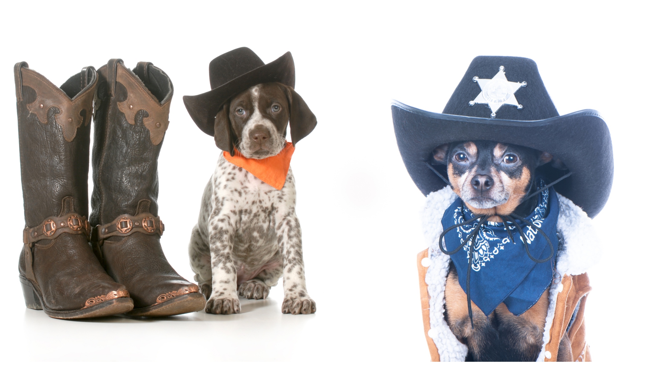 The Best Country-Inspired Dog Names