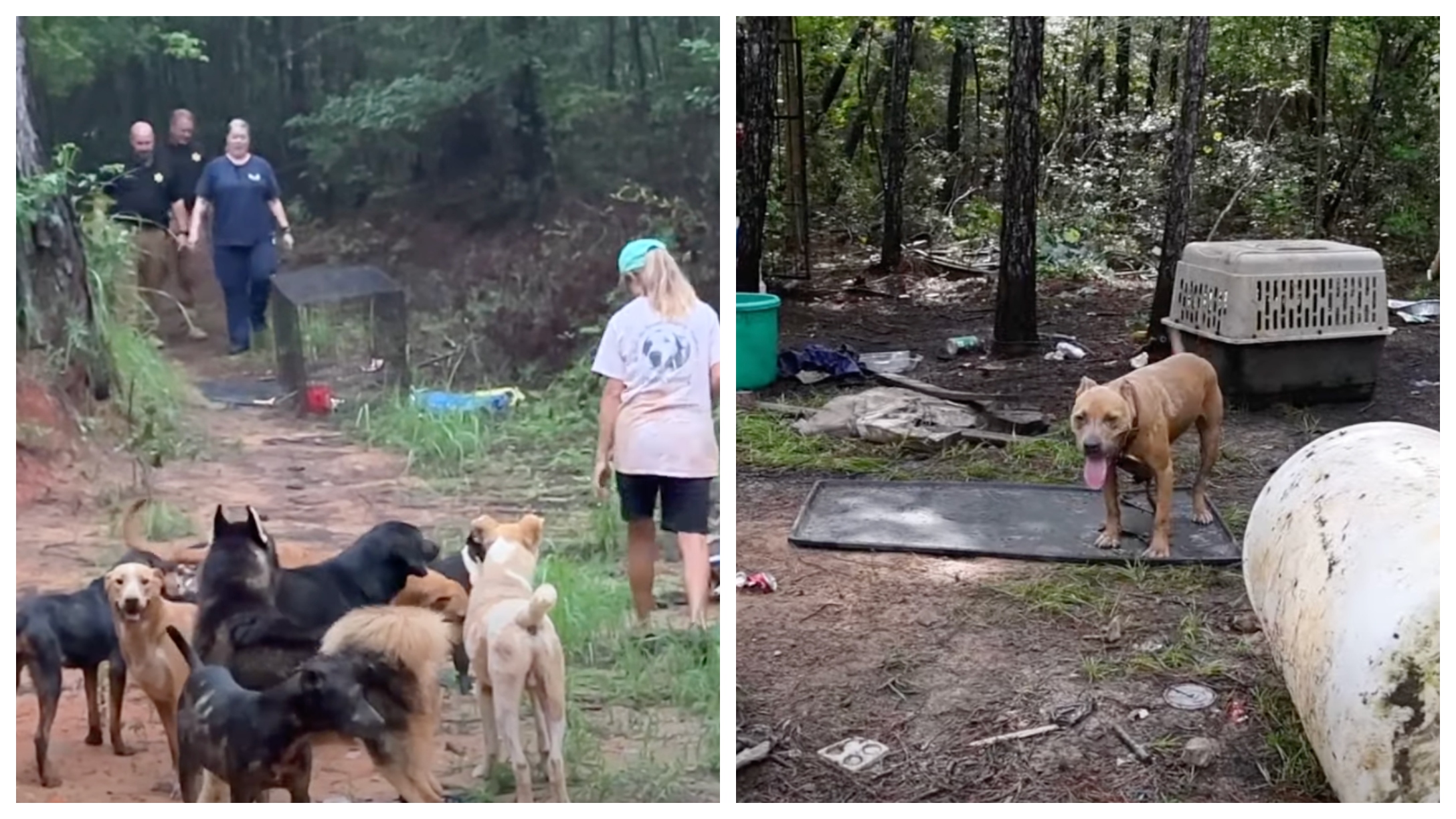 Over 70 Neglected Dogs Saved From A So-Called Rescue