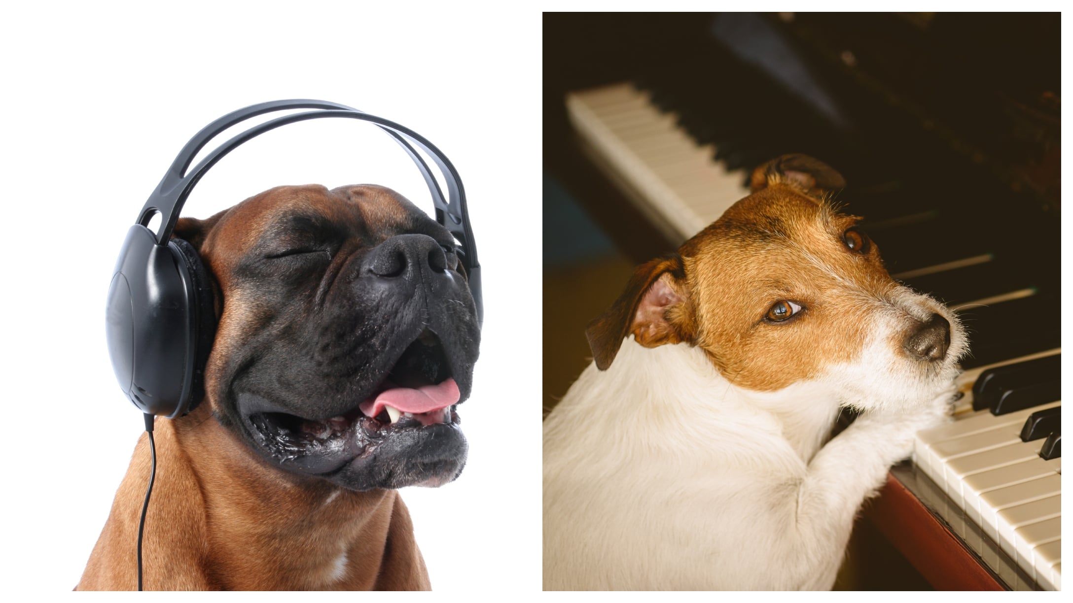 The Best Music-Inspired Dog Names For Pups With Songs In Their Hearts