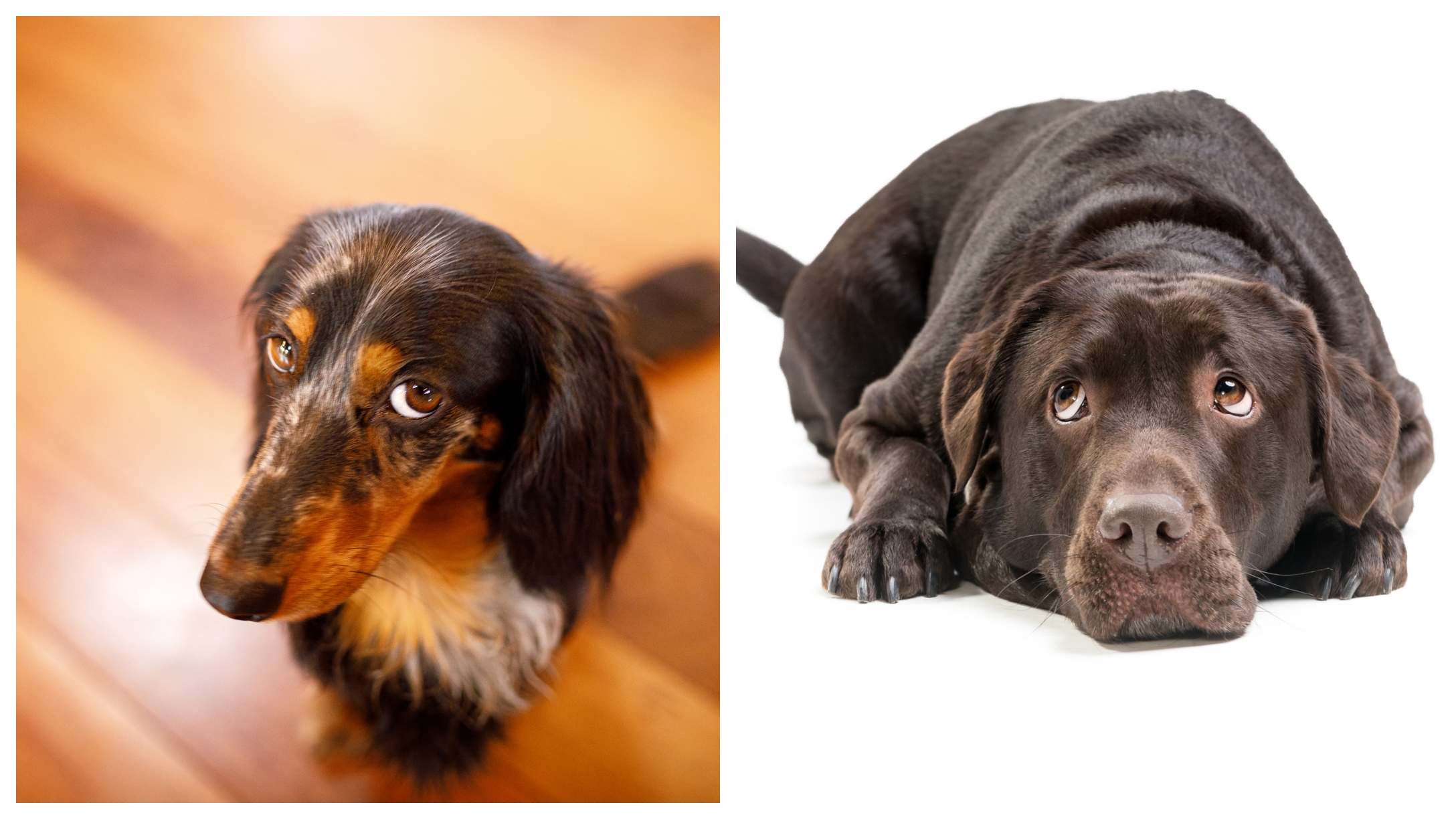 Cringey Dog Names To Avoid At All Costs