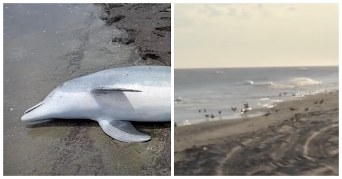 $20K Reward Being Offered For Conviction-Making Leads For Dolphin Shot ...