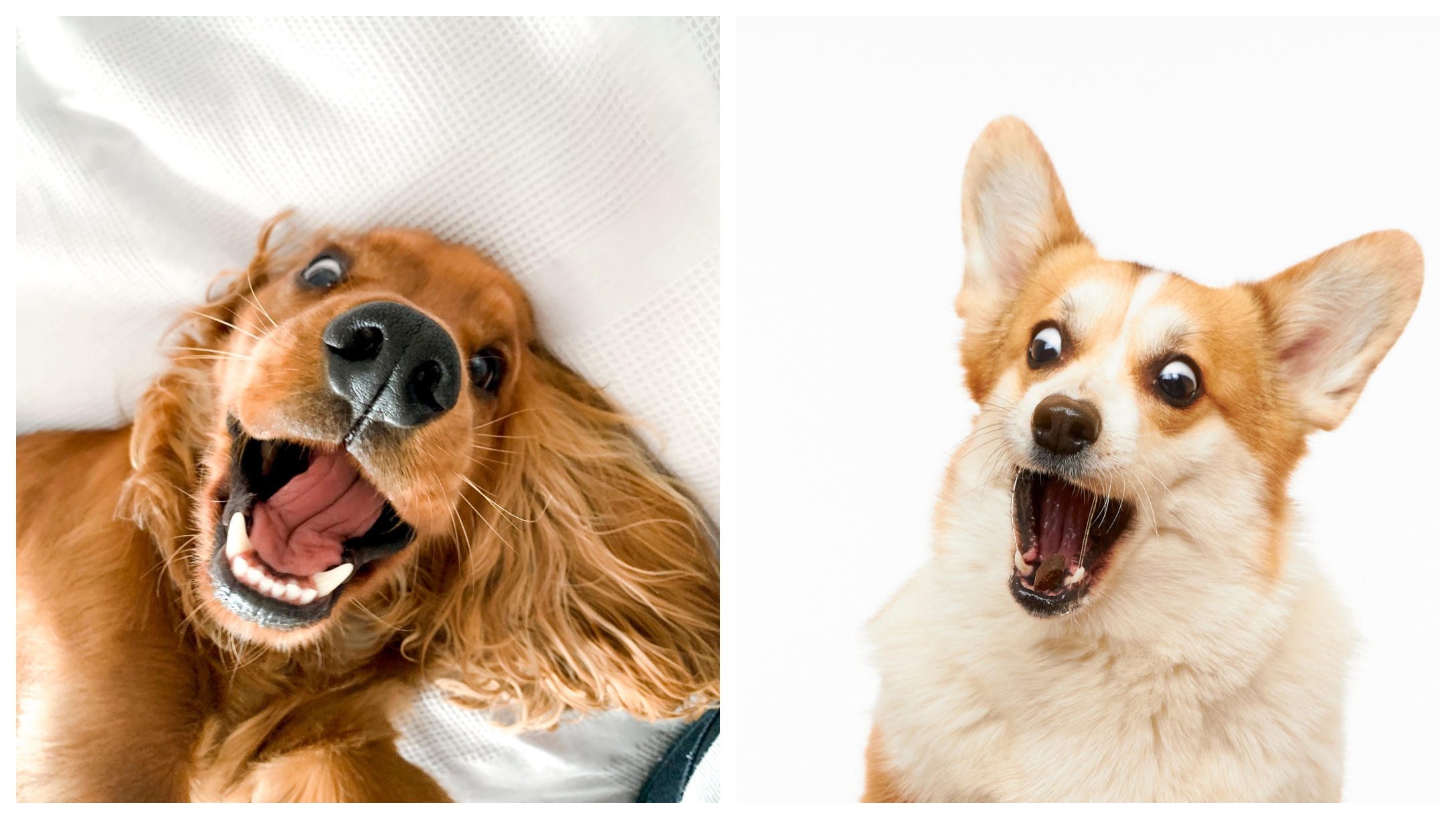 The Funniest Dog Names To Keep You Smiling With Your Pup