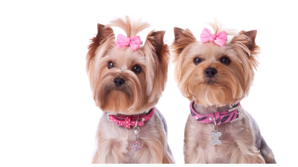 The Most Adorable Names For Female Dogs