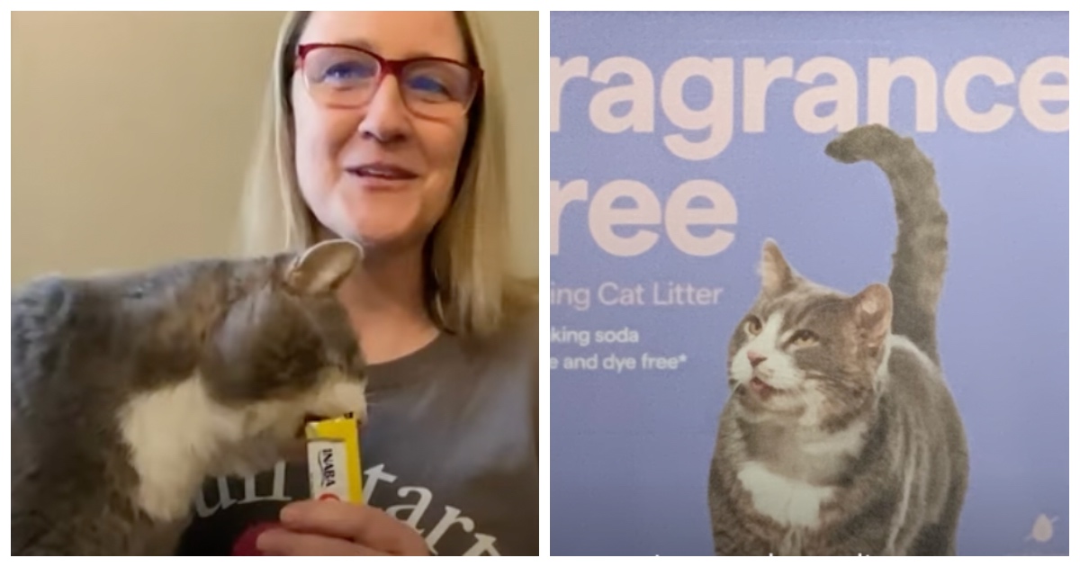 10-Year-Old Rescue Cat From Minnesota Becomes A Model For Target