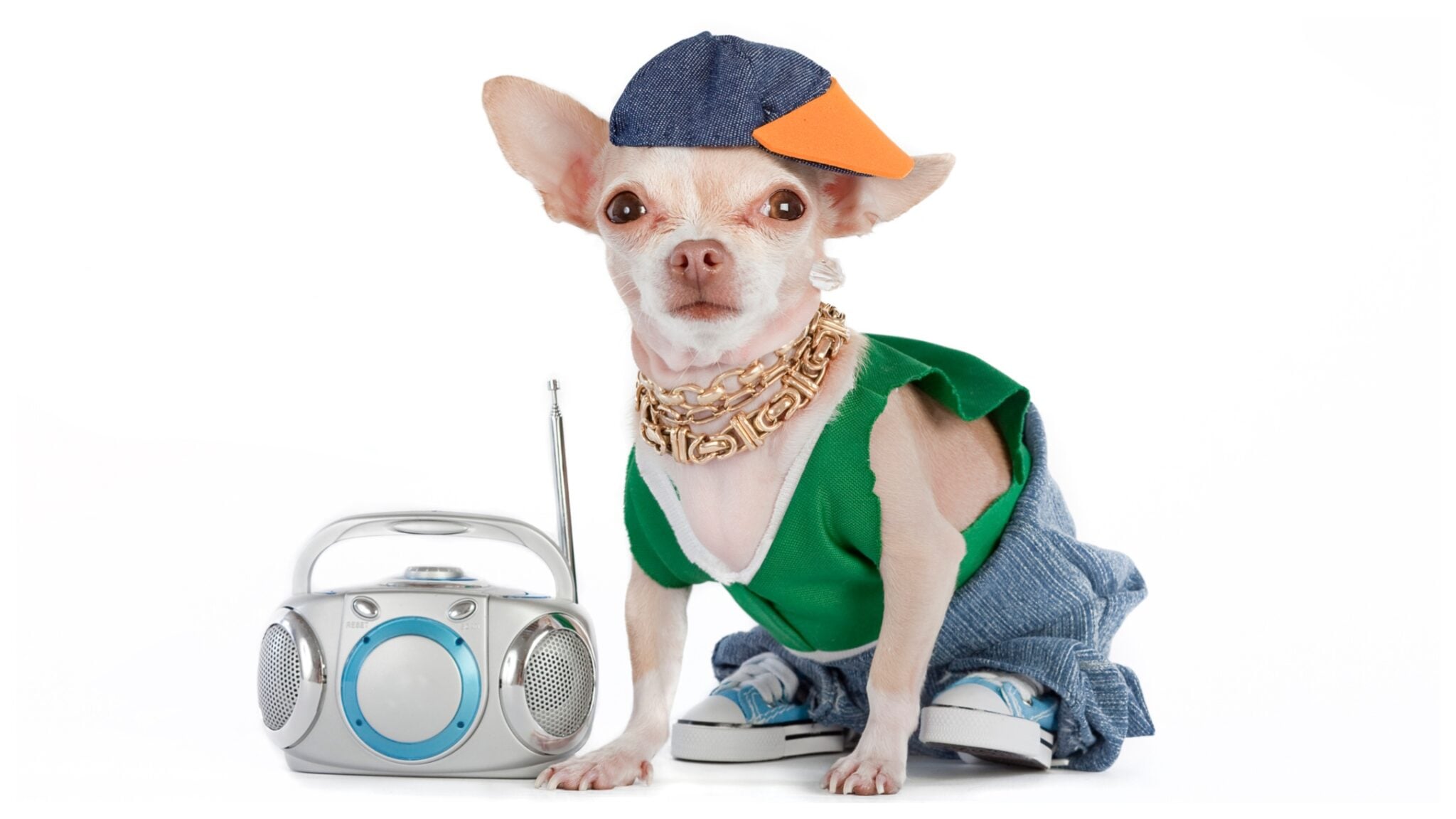 The Best Hip-Hop Inspired Dog Names