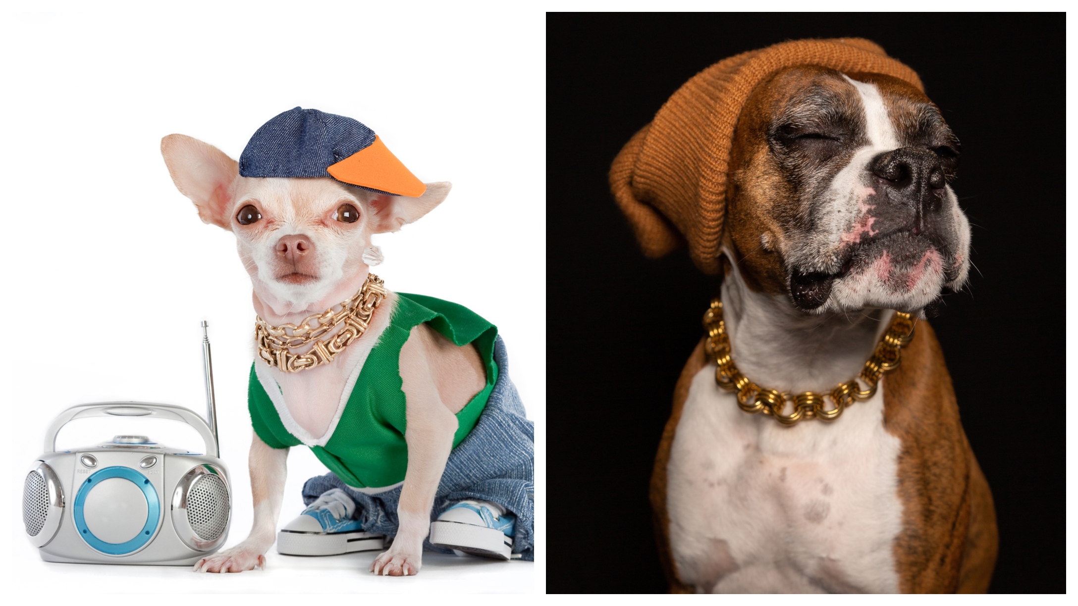 The Best Hip-Hop Inspired Dog Names