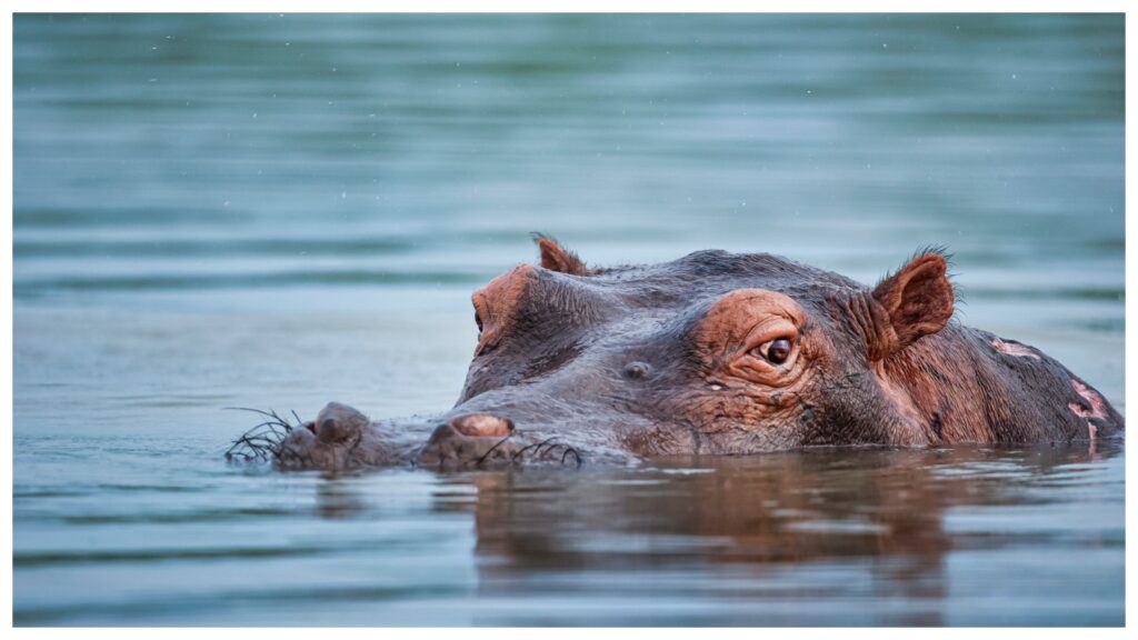 63-Year-Old Tourist Attacked By Hippo Recalls Harrowing Moment
