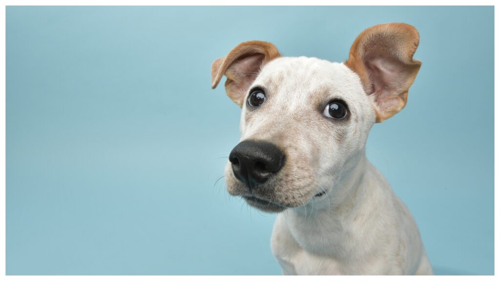 The Most Adorable Names For Male Dogs