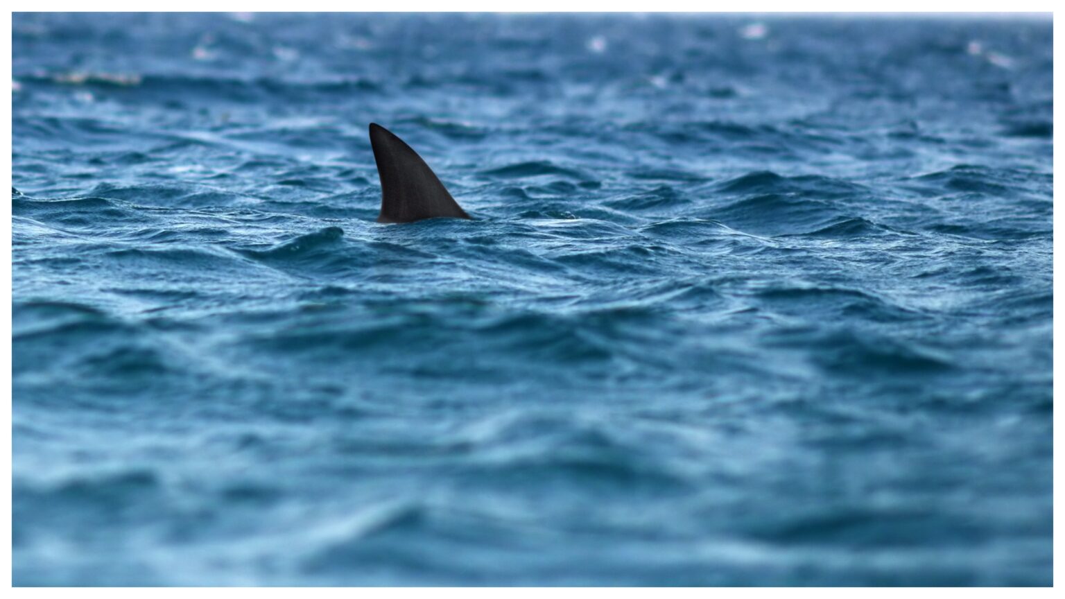 High School Student Who Lost Her Leg In A Shark Attack Reflects 1 Year ...