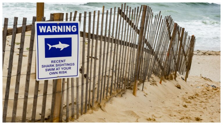 Frozen Shark Discovered On Cape Cod Beach During Recent Arctic Blast