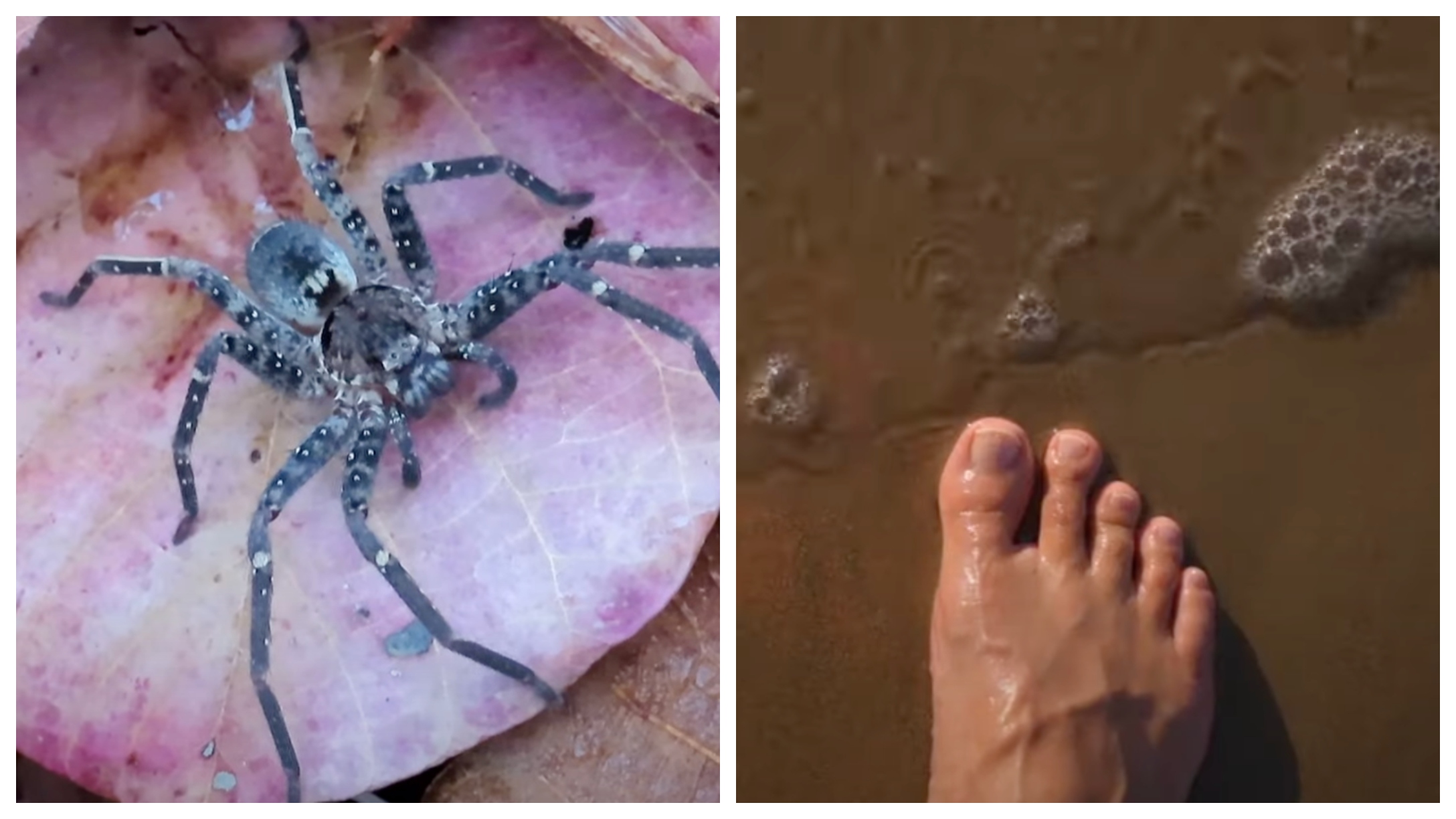 A Man's Cruise Adventure Takes A Creepy-Crawly Toe-Tally Unexpected Twist