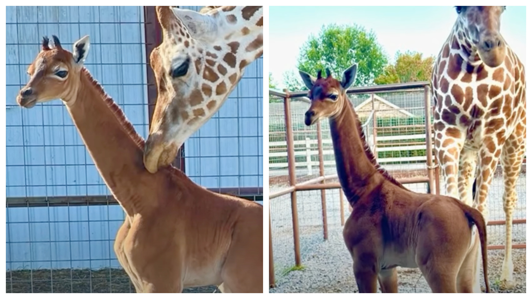 A Zoo Asks For Help Naming A Rare Spotless Newborn Giraffe