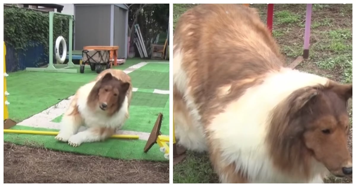 Toco The Human Collie Fails Agility Test