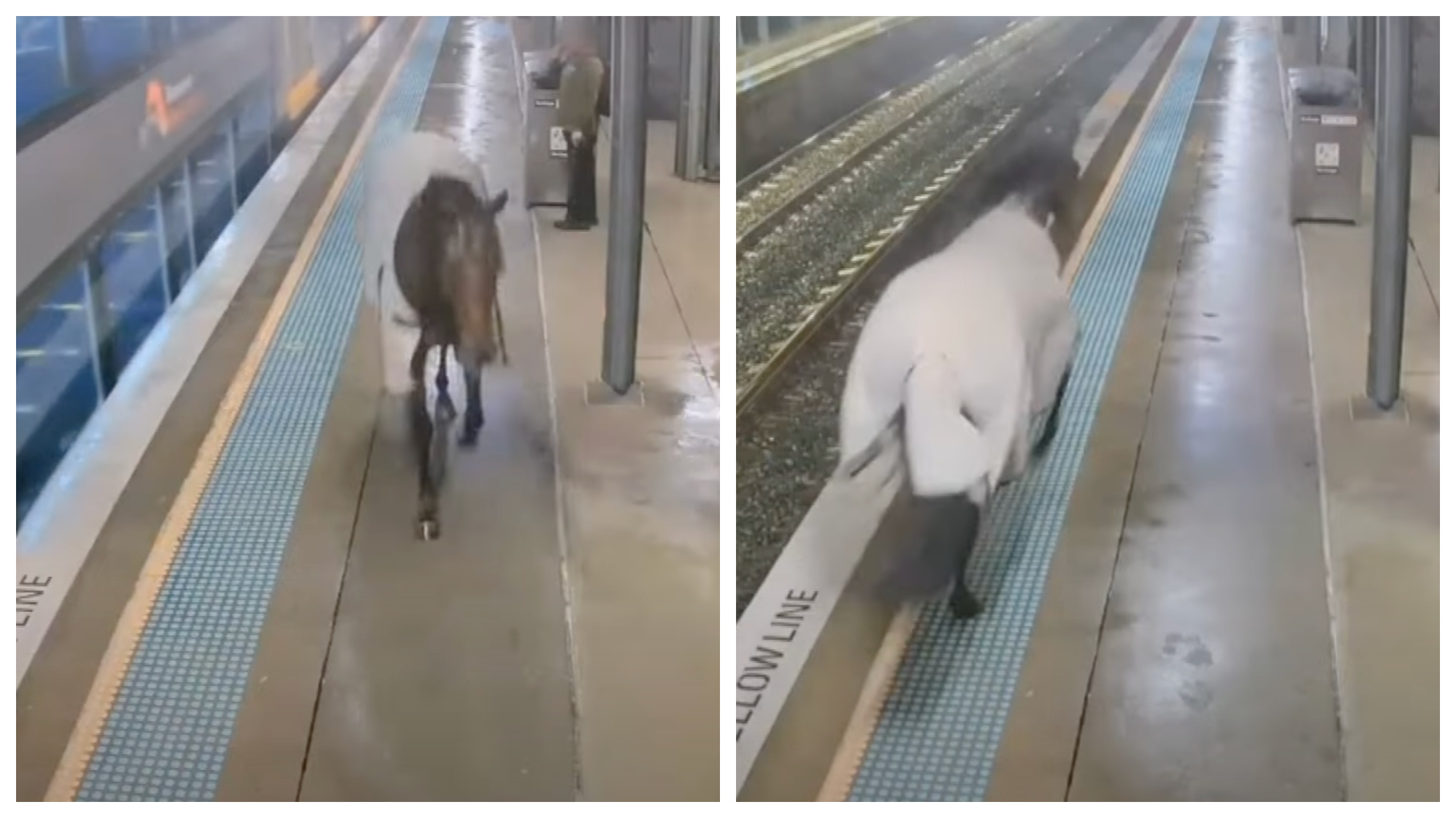 A Horse In Australia Tries To Catch The Train