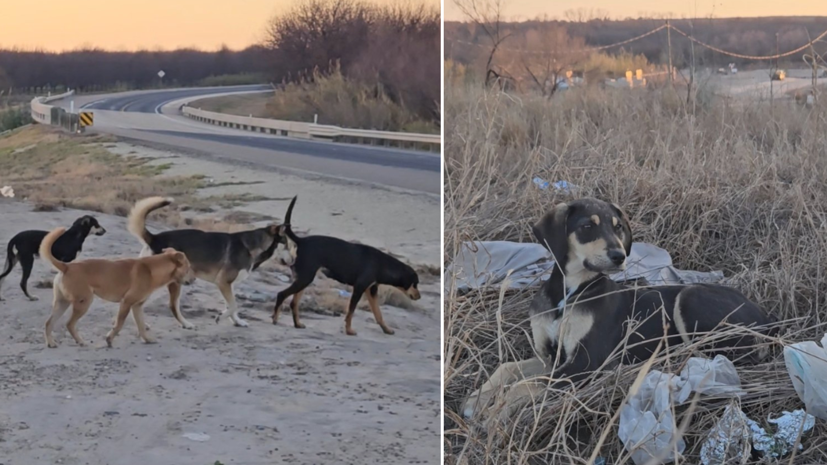 Dogs Also Separated From Their Families at US-Mexico Border