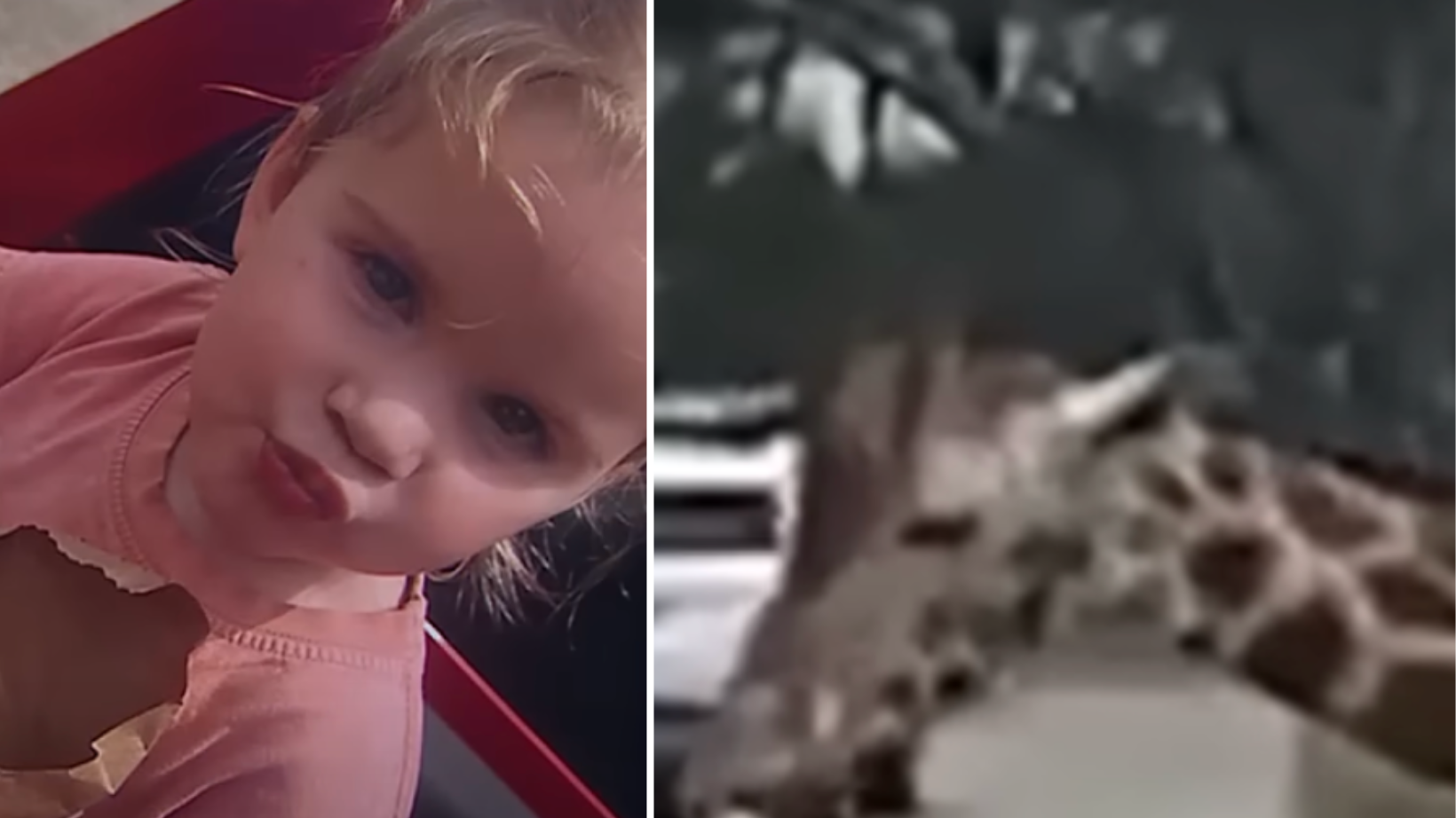 Video: Giraffe Picks Up Toddler At Fossil Rim Wildlife Center In Texas