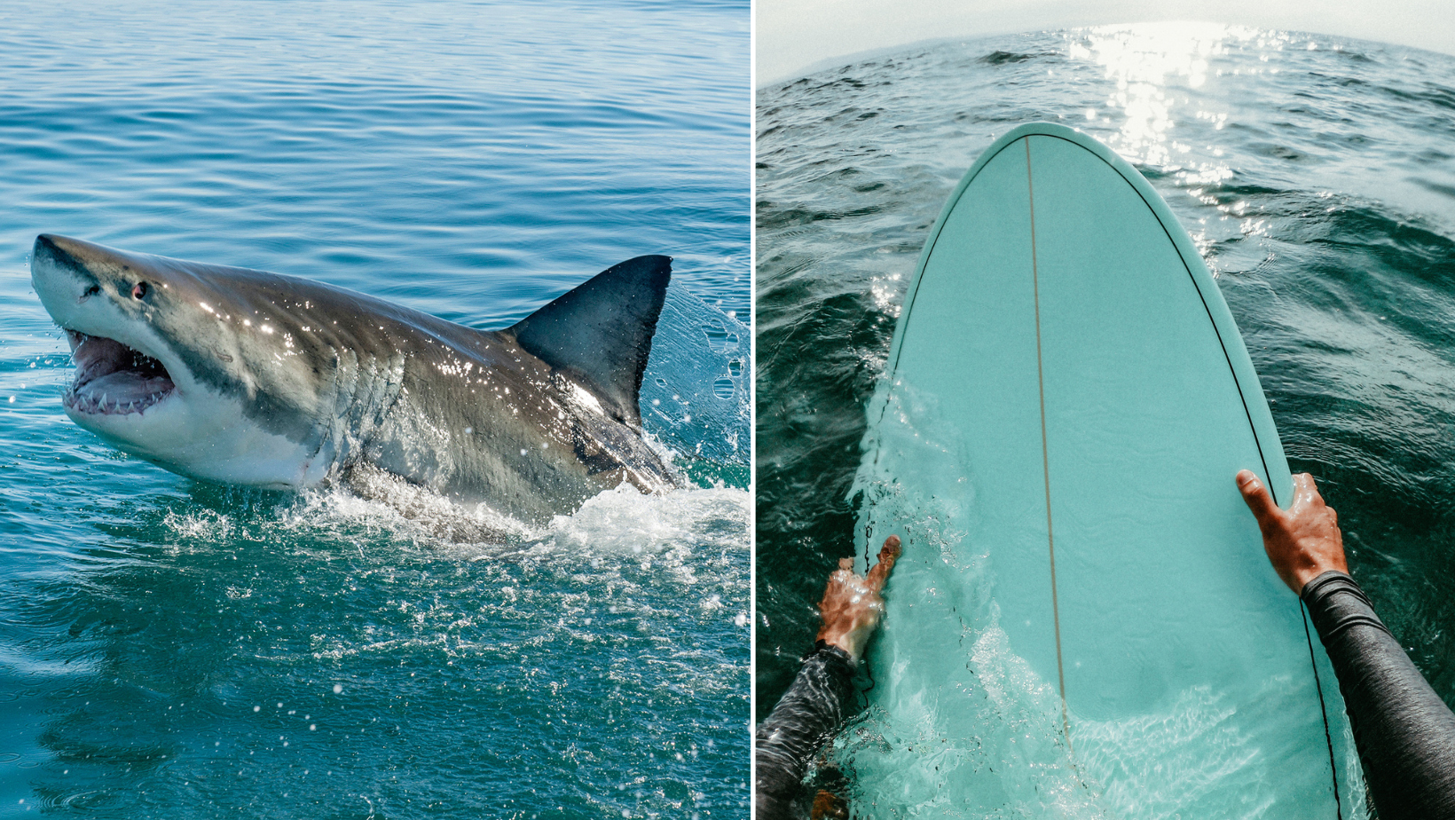 Surfer Loses His Leg During Shark Attack And It Washes Ashore An Hour Later