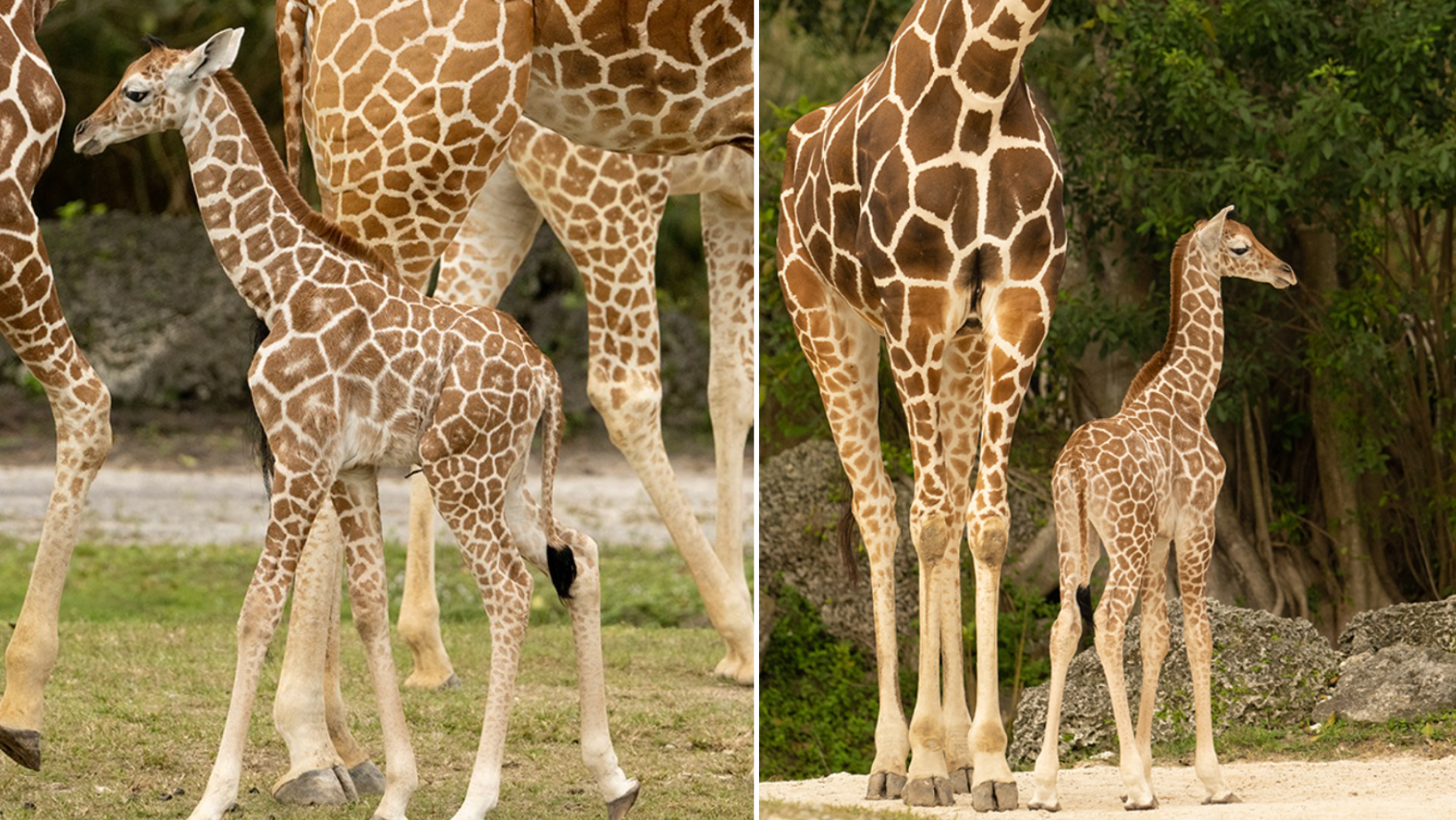 Baby Giraffe Dies From Broken Neck At Zoo Miami