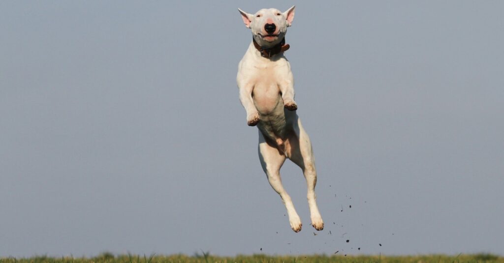 Here Are The 15 Most Adorable Dog Videos On YouTube Right Now