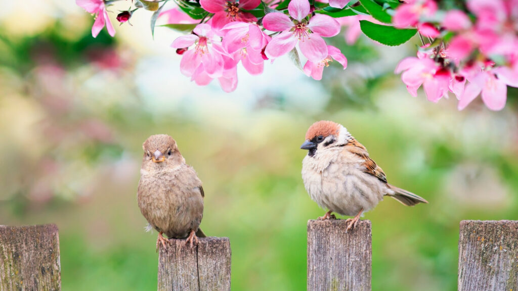 If You Want Wildlife To Spend Their Spring And Summer In Your Backyard ...