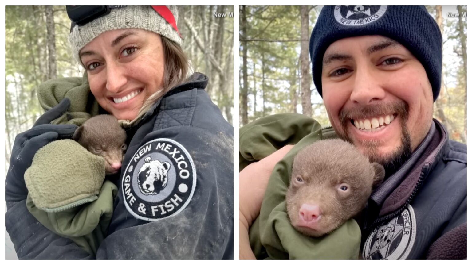 The Chance To Become A ‘Bear Hugger’ Is Not Far From Reach