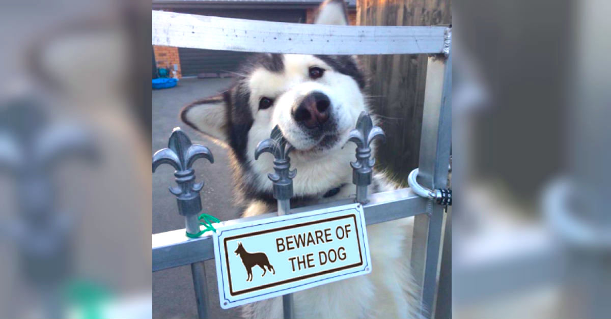 10 'Fierce' Guard Dogs Who Are Totally Adorable