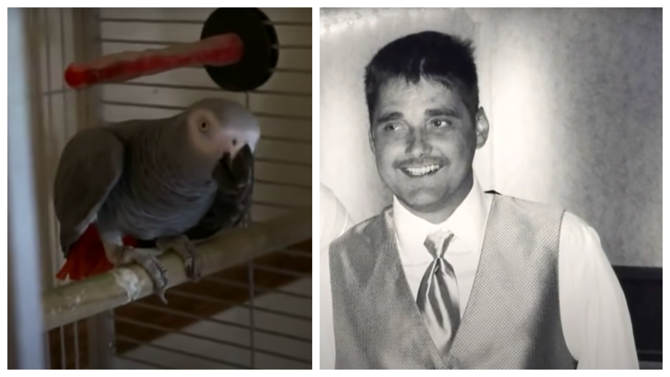 A Parrot Was Witness To A Family Murder