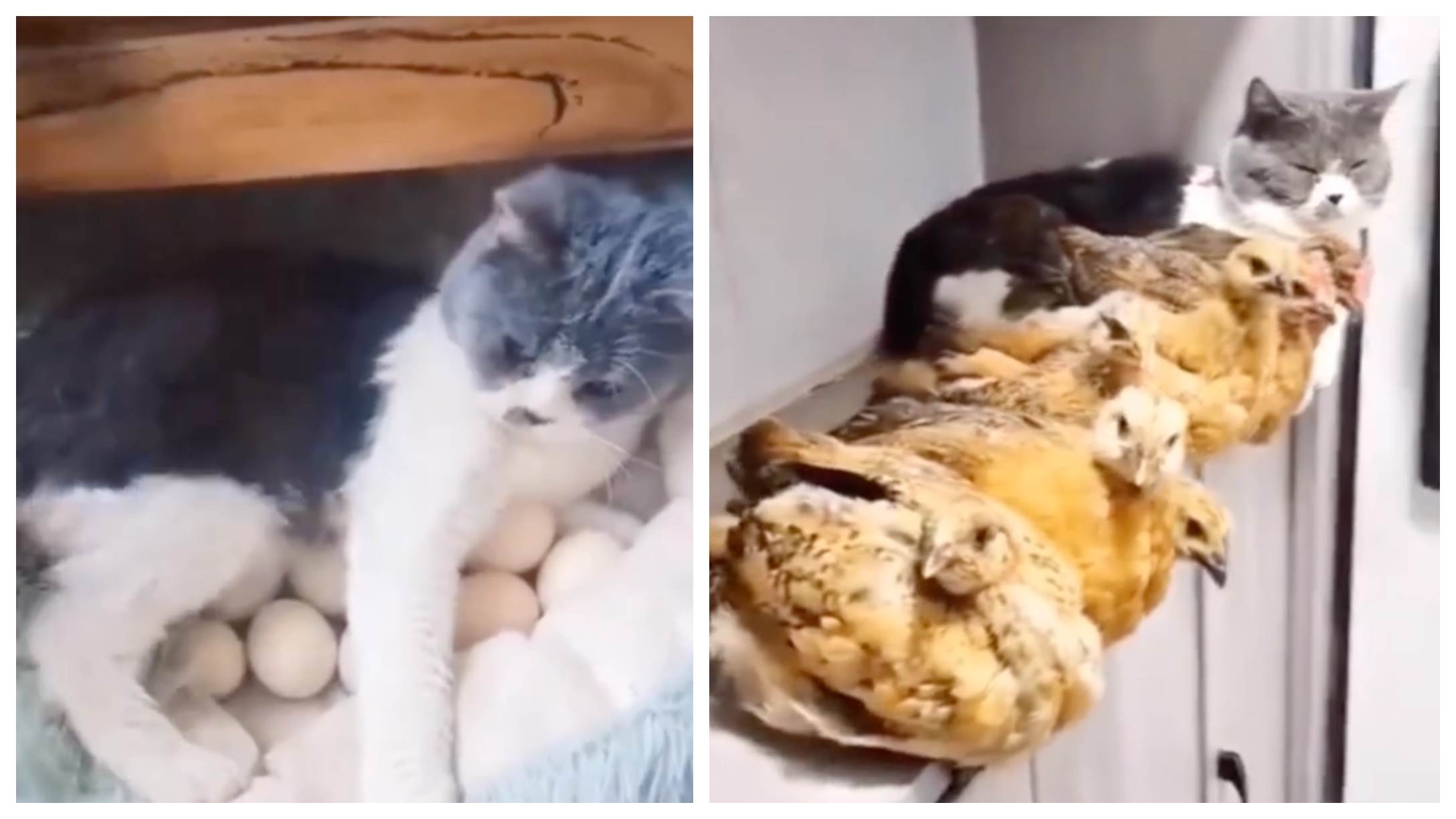 In This Viral Video, A Protective Cat Can Be Seen Incubating Chicken Eggs