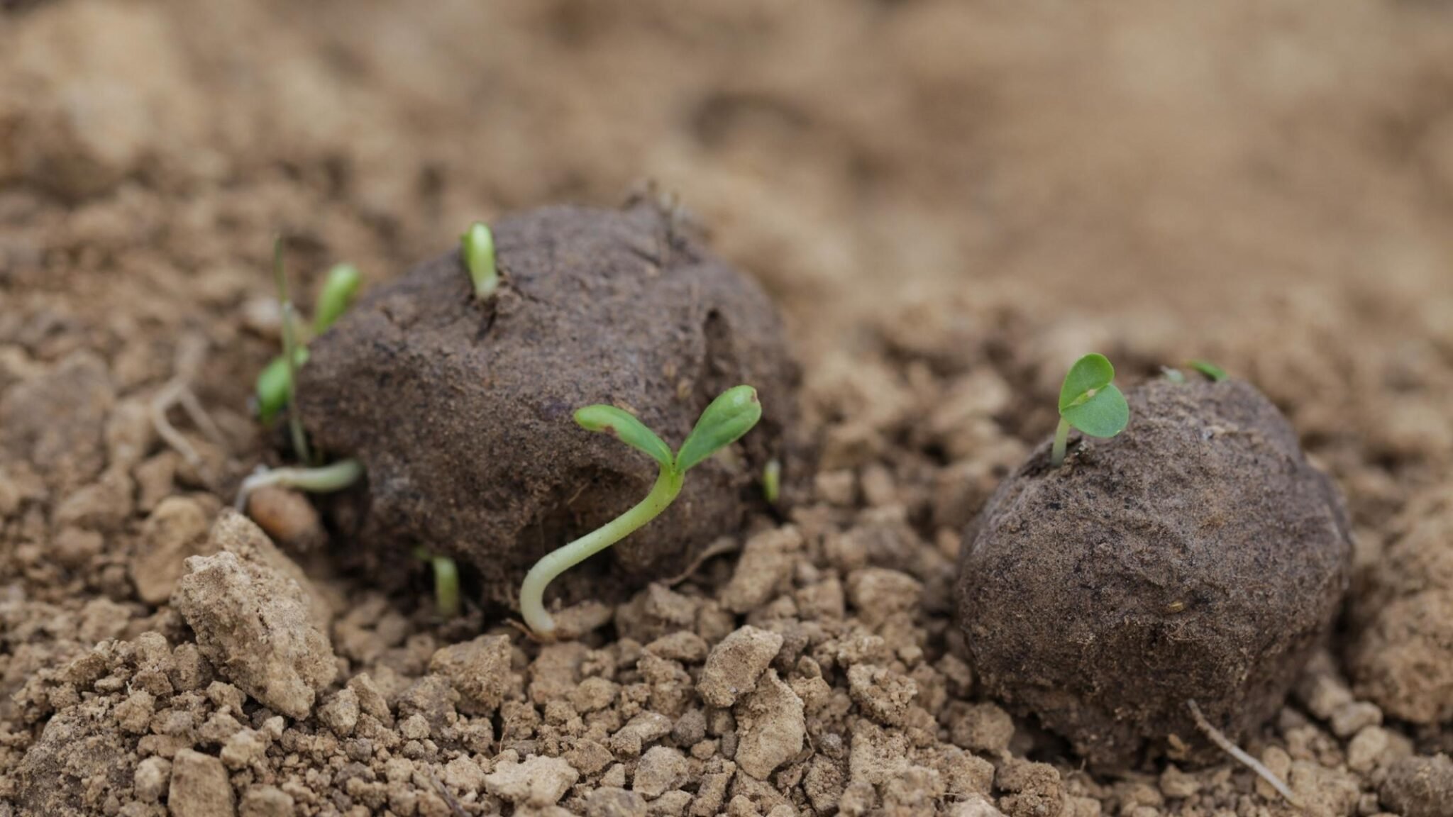 My Kids Made DIY Wildflower Seed Bombs & Launchers To Celebrate Spring