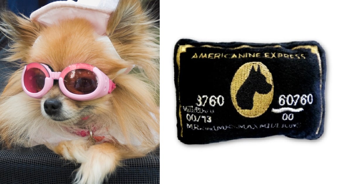 15 Dog Accessories That All Bougie Dog Moms Need To Purchase