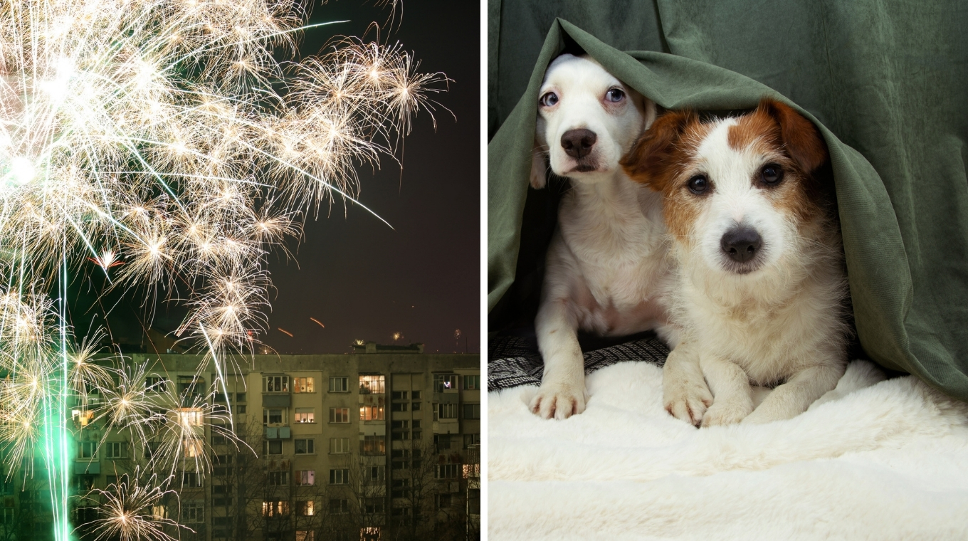 These Tips Can Help Your Dog Stay Calm As 4th Of July Fireworks Go Off