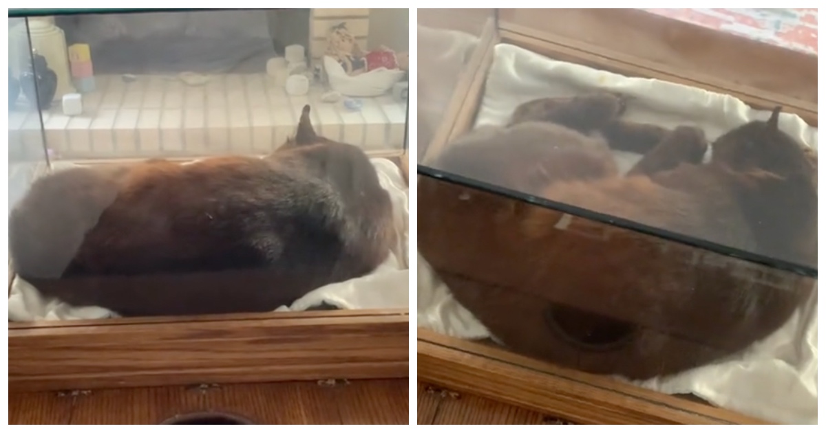 Woman Shows Off 'Freeze-Dried' Cat In Now-Viral TikTok Video