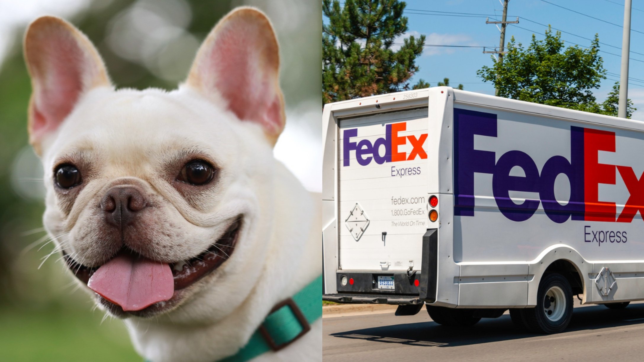 Dog Dies In Hot Truck After She Was Allegedly Stolen By A FedEx Driver
