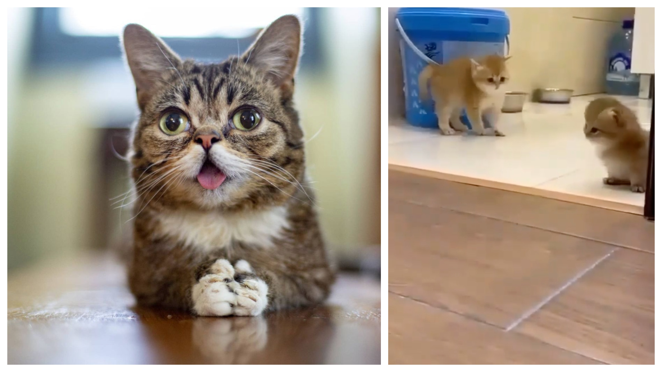 30 Ridiculous Cats That Will Make Your Day Much Brighter