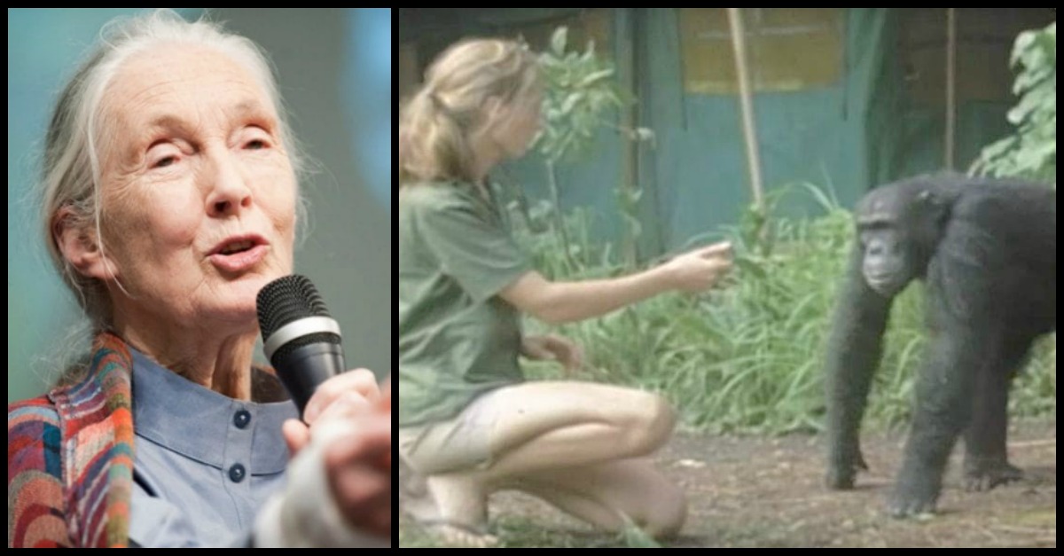 Dr. Jane Goodall Reveals 7 Facts About Herself