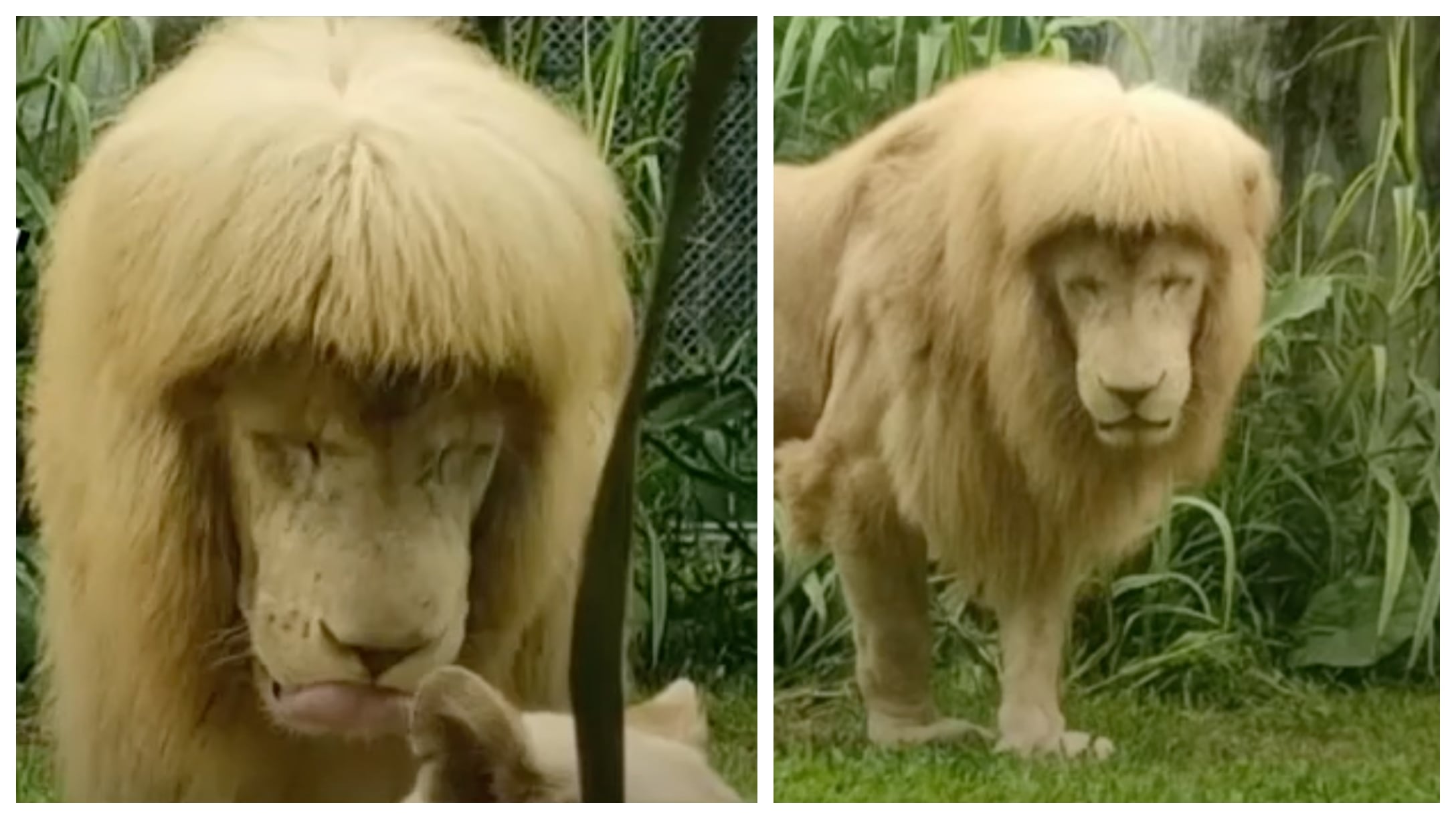 Meet Hang Hang, The Lion Who Struts His Stuff With Blunt Bangs