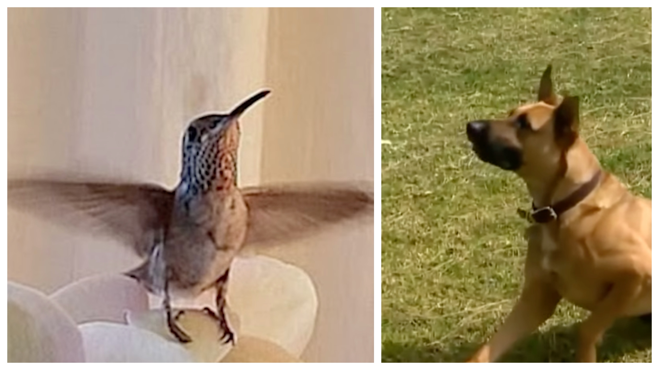A Rescue Dog Makes Fast Friends With A Hummingbird & They Soon Become ...