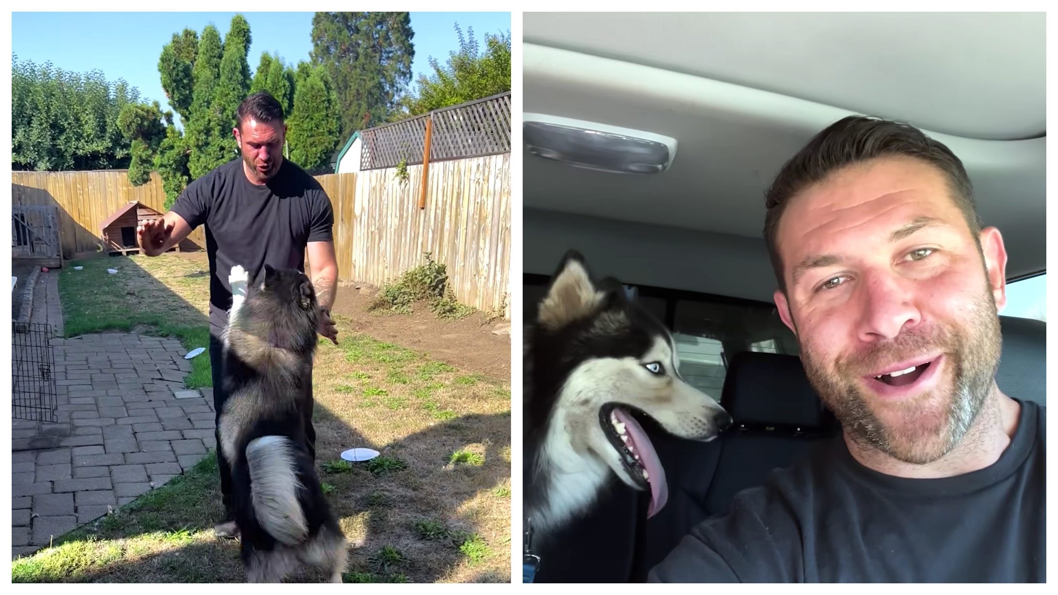 A Husky Is Being Branded A Hero After Saving Neighborhood From Gas ...