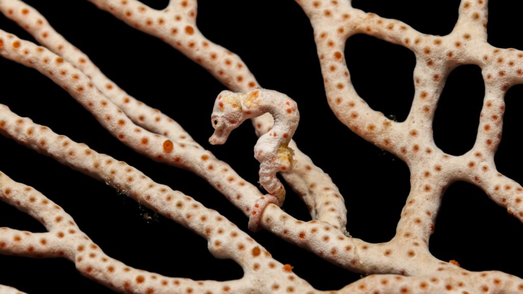 16 Animals Who Hide Themselves With Natural Camouflage