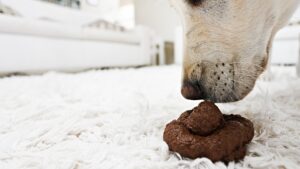 Dog Poop DNA Test