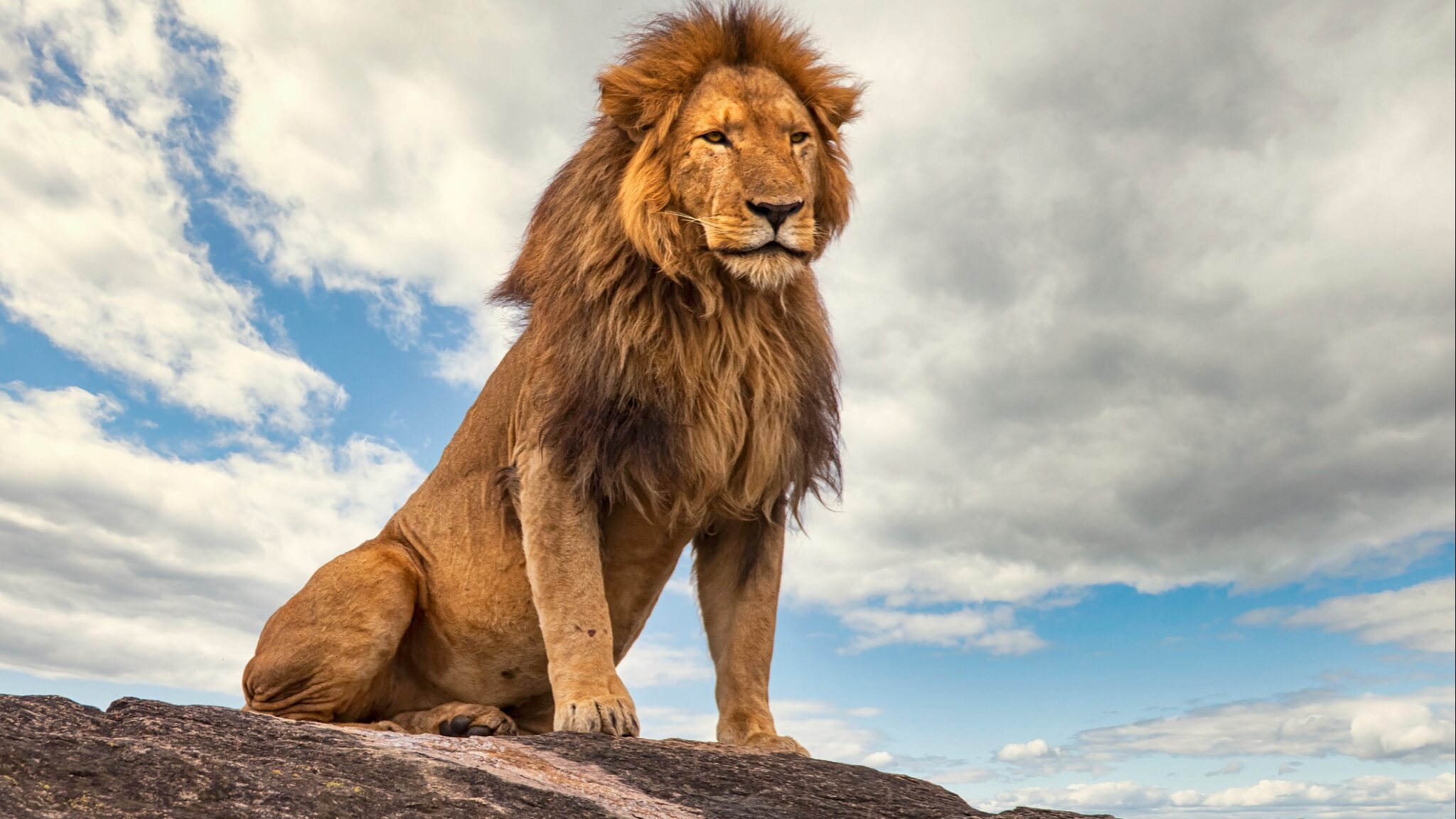 Meet Hang Hang, The Lion Who Struts His Stuff With Blunt Bangs