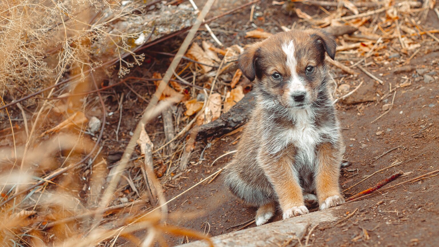 Homeless Puppy Shares A Piece of Bread With His Rescuers To Ask Them ...