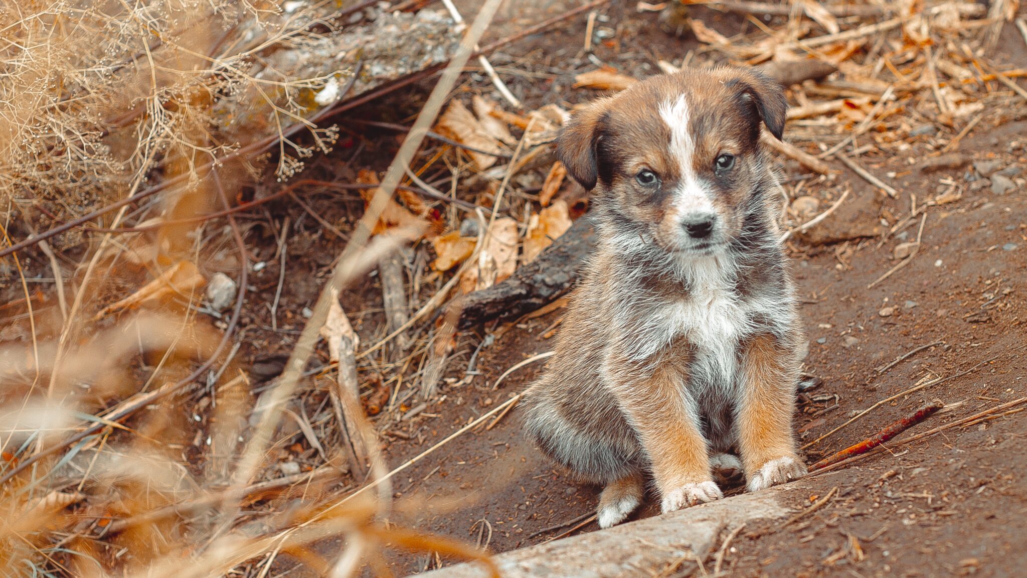 Homeless Puppy Shares A Piece of Bread With His Rescuers To Ask Them ...