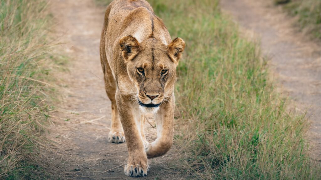 A Lioness Willingly Hugs The Man Who Raised Her Every Time They Are ...