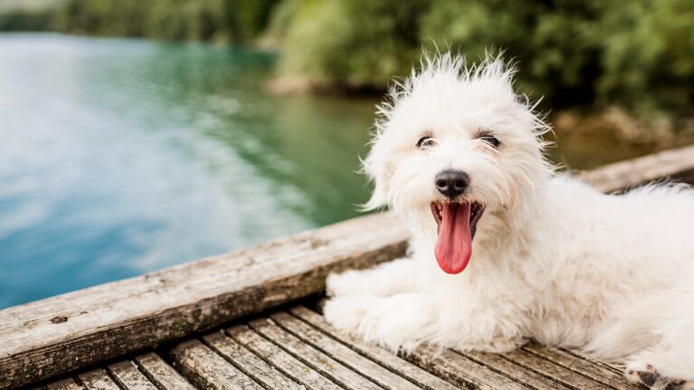 White Dog Names: 100 Best Names For White Dogs